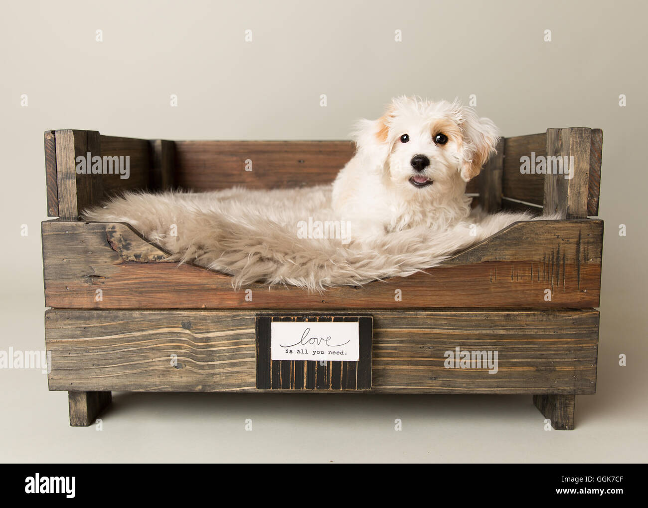 Cute cavachon puppy in a studio environment Stock Photo - Alamy