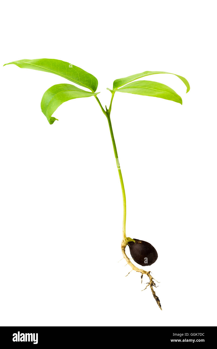 Seed Growing Background