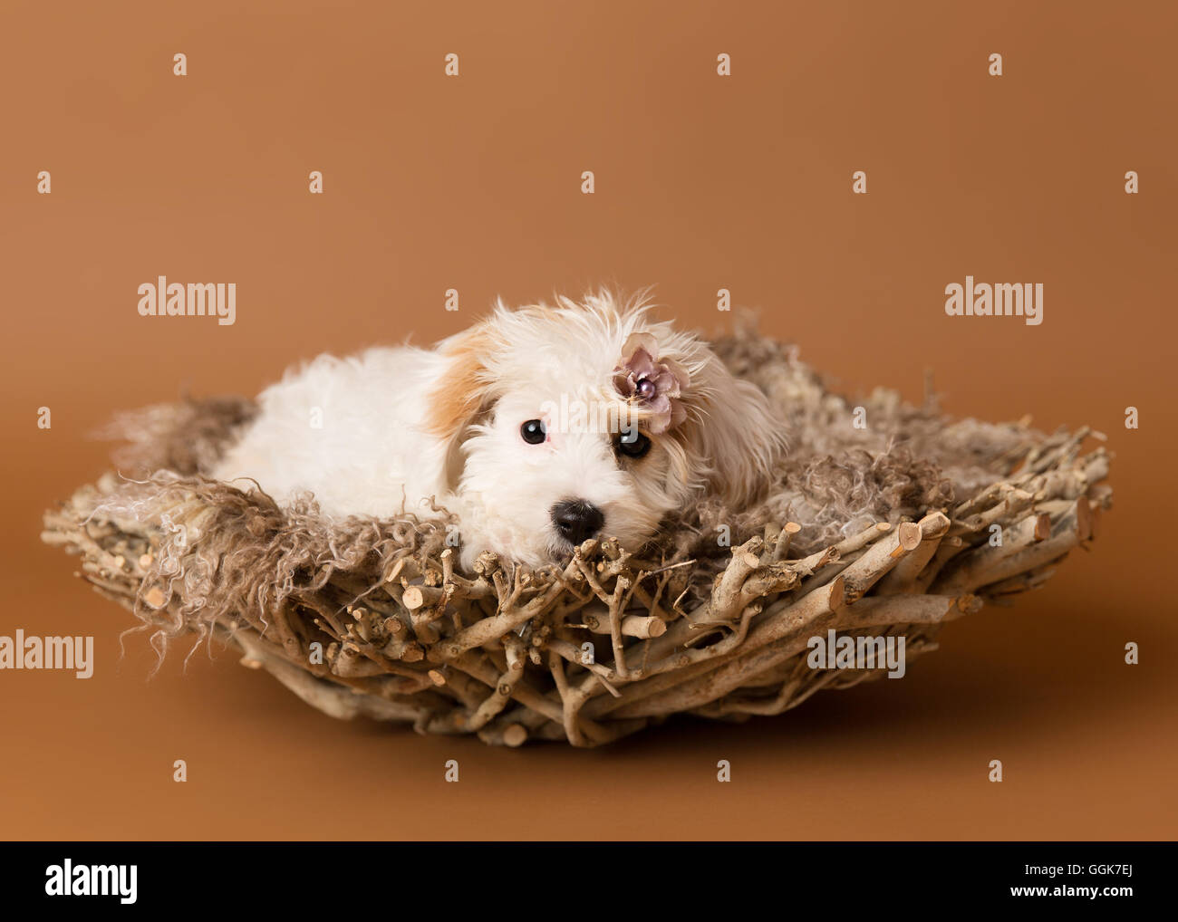 Cute cavachon puppy in a studio environment Stock Photo - Alamy