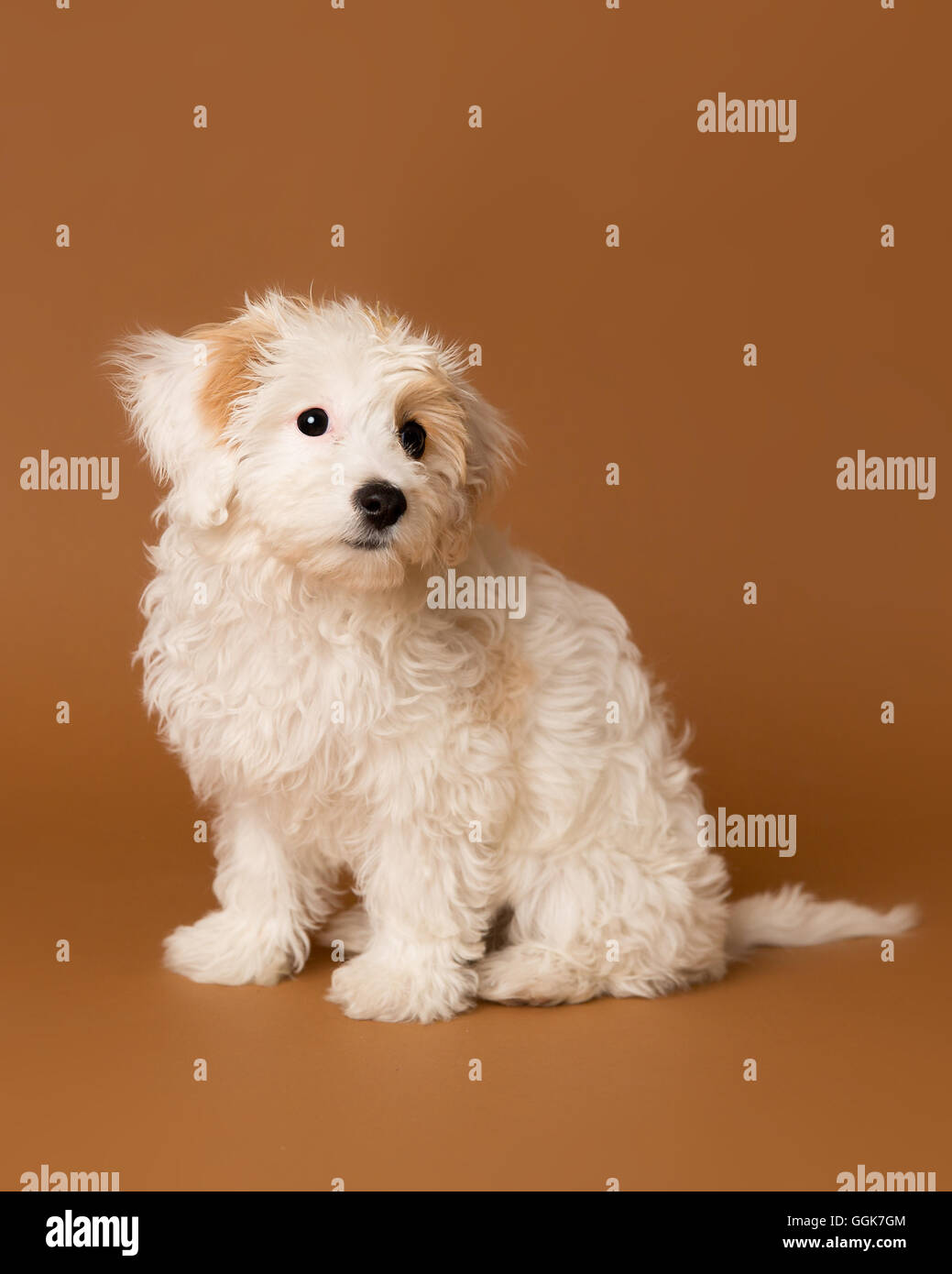 Cute cavachon puppy in a studio environment Stock Photo - Alamy