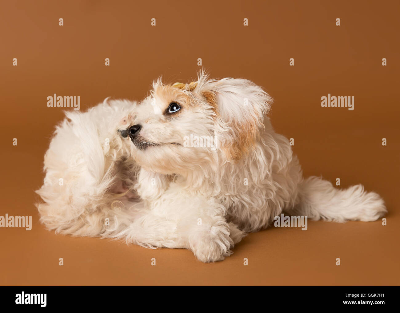 Cute cavachon puppy in a studio environment Stock Photo - Alamy