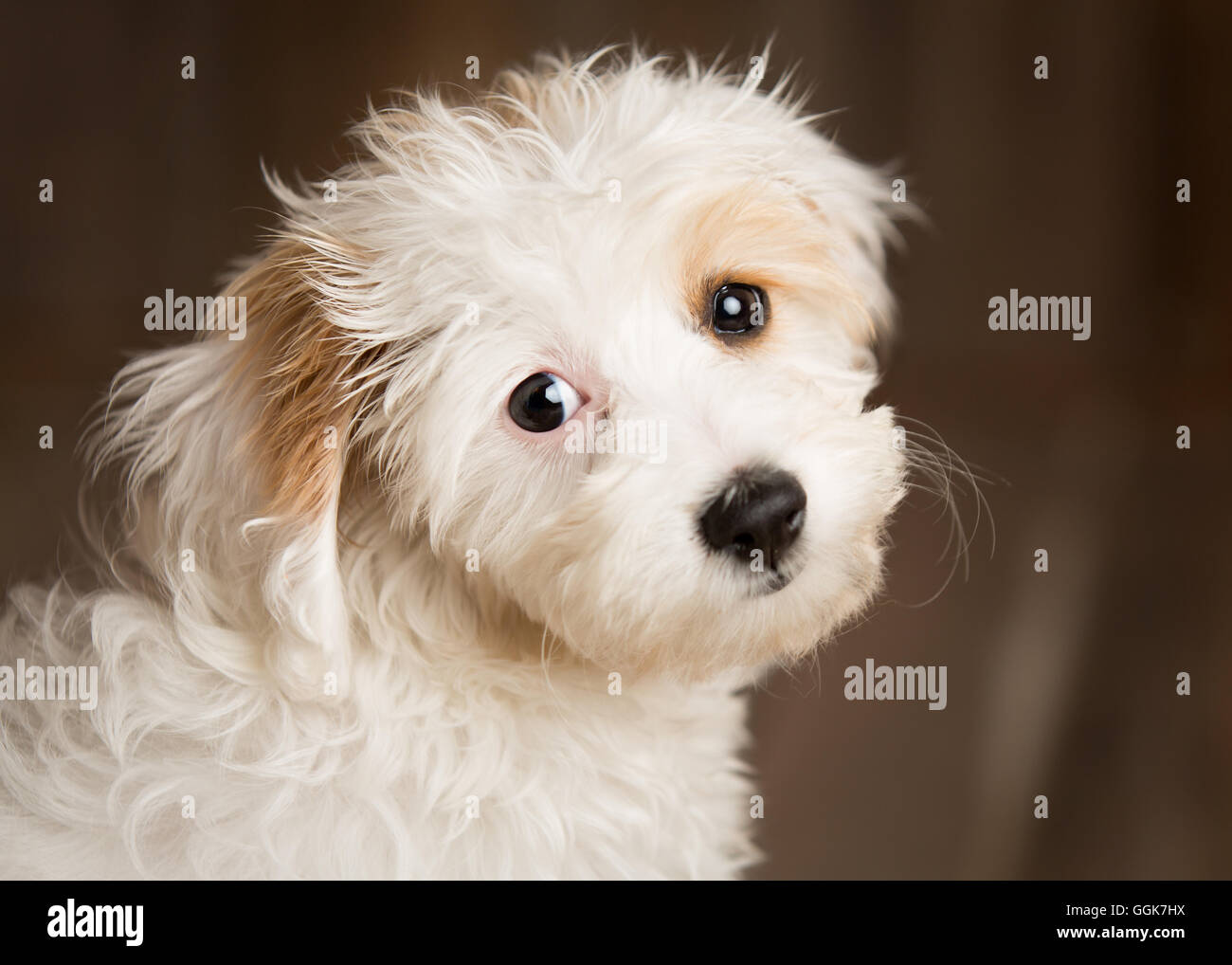 Cute cavachon puppy in a studio environment Stock Photo - Alamy