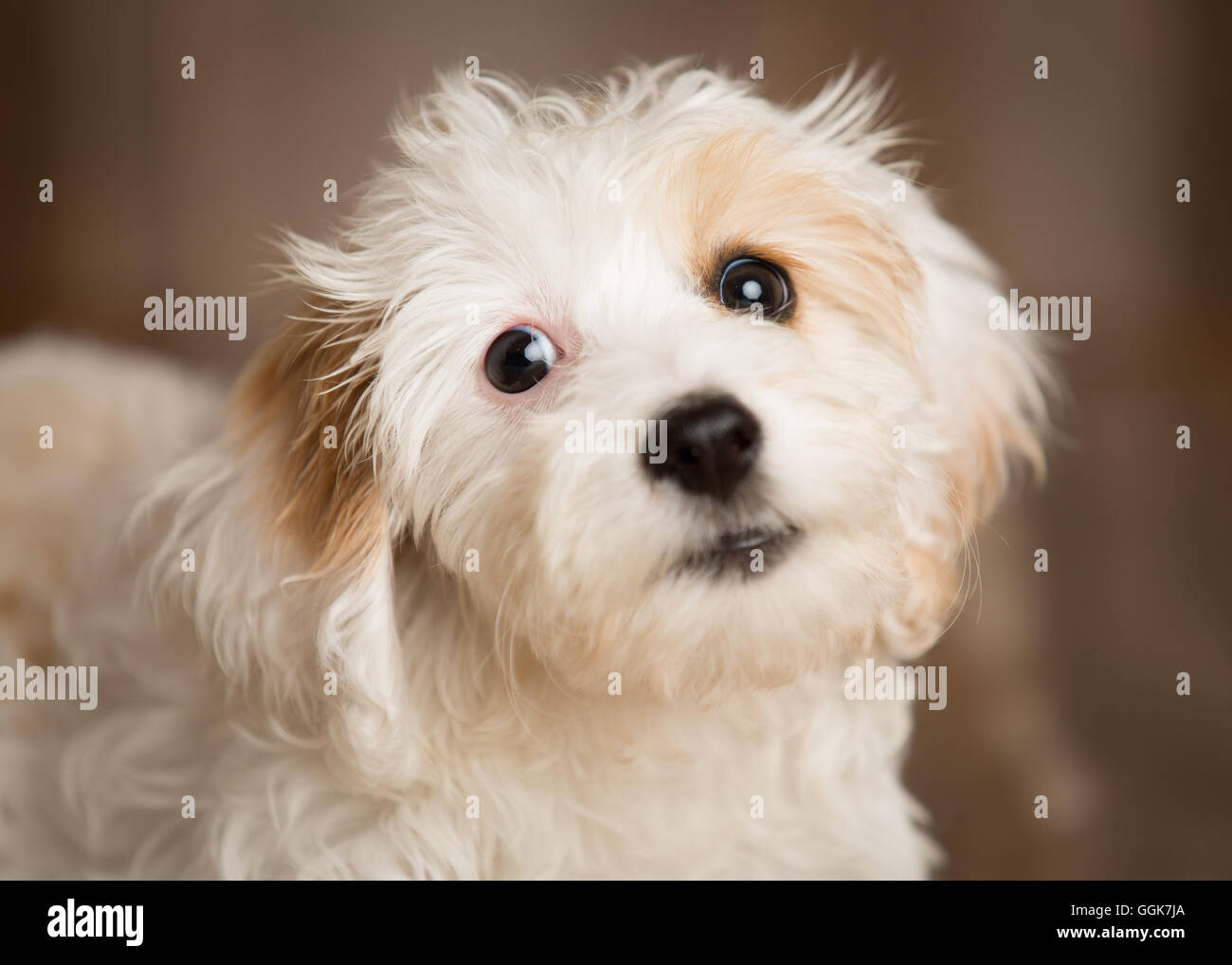 Cute cavachon puppy in a studio environment Stock Photo - Alamy