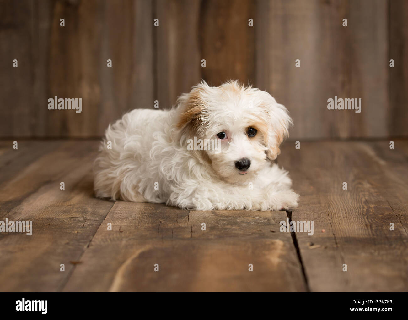 Cute cavachon puppy in a studio environment Stock Photo - Alamy