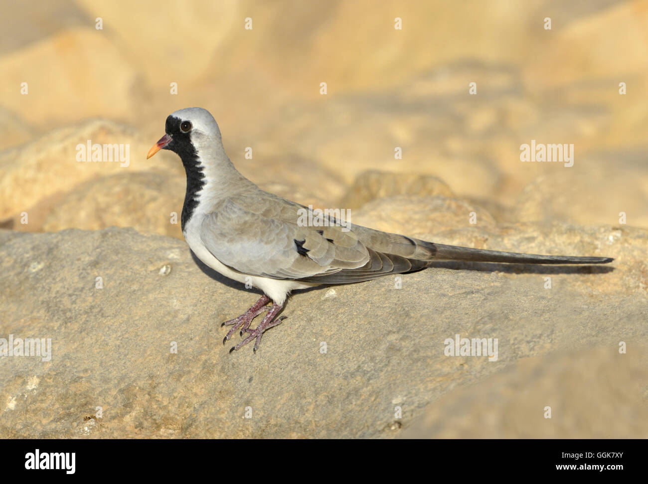 Namaqua Dove - Oena capensis Stock Photo - Alamy