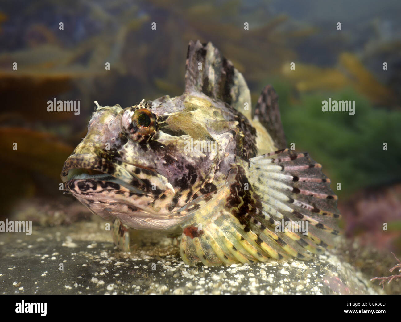 Sea Scorpion - Taurulus bubalis Stock Photo - Alamy