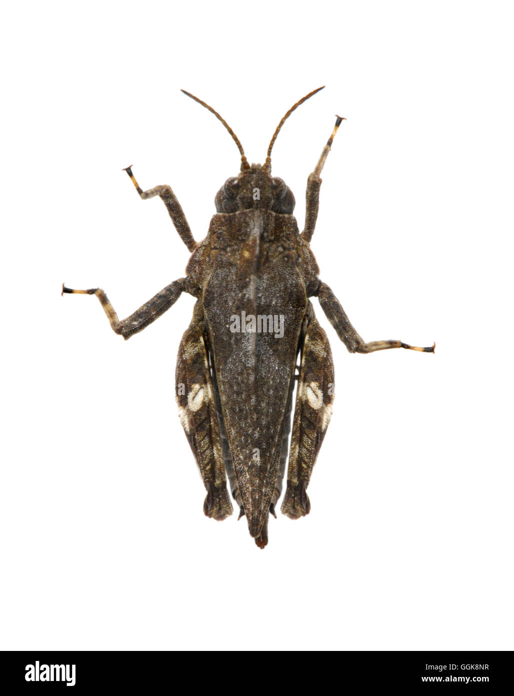 Groundhopper hi-res stock photography and images - Alamy