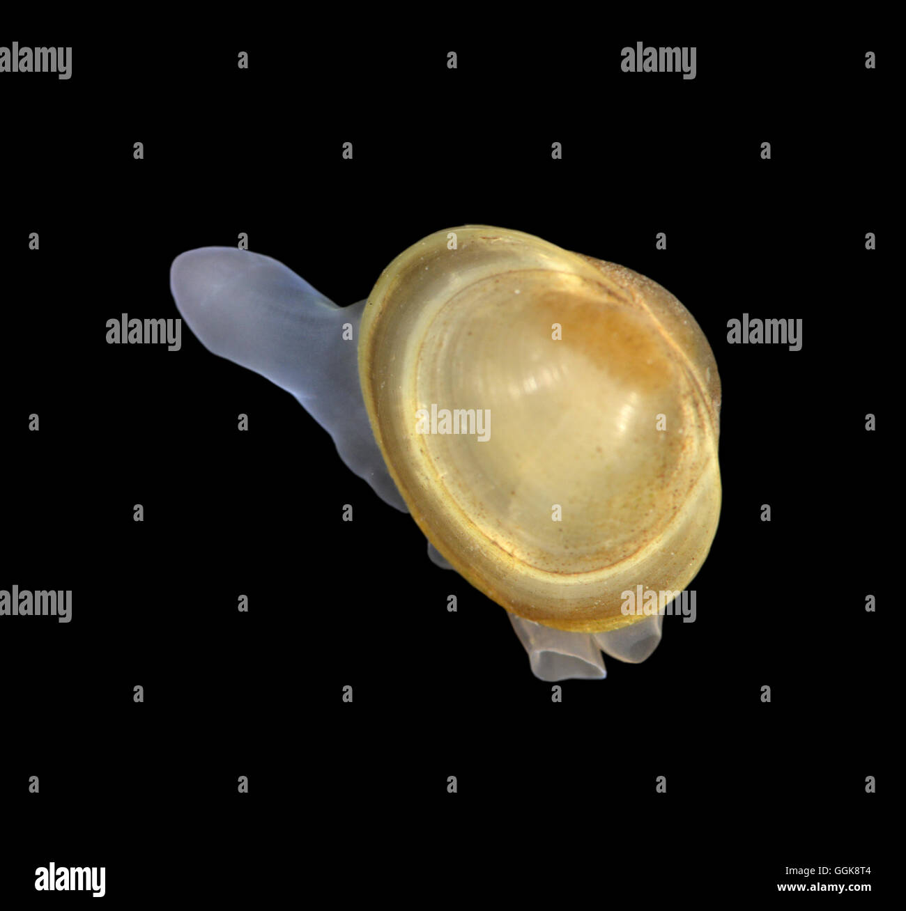 Horny Orb Mussel - Sphaerium corneum Stock Photo - Alamy