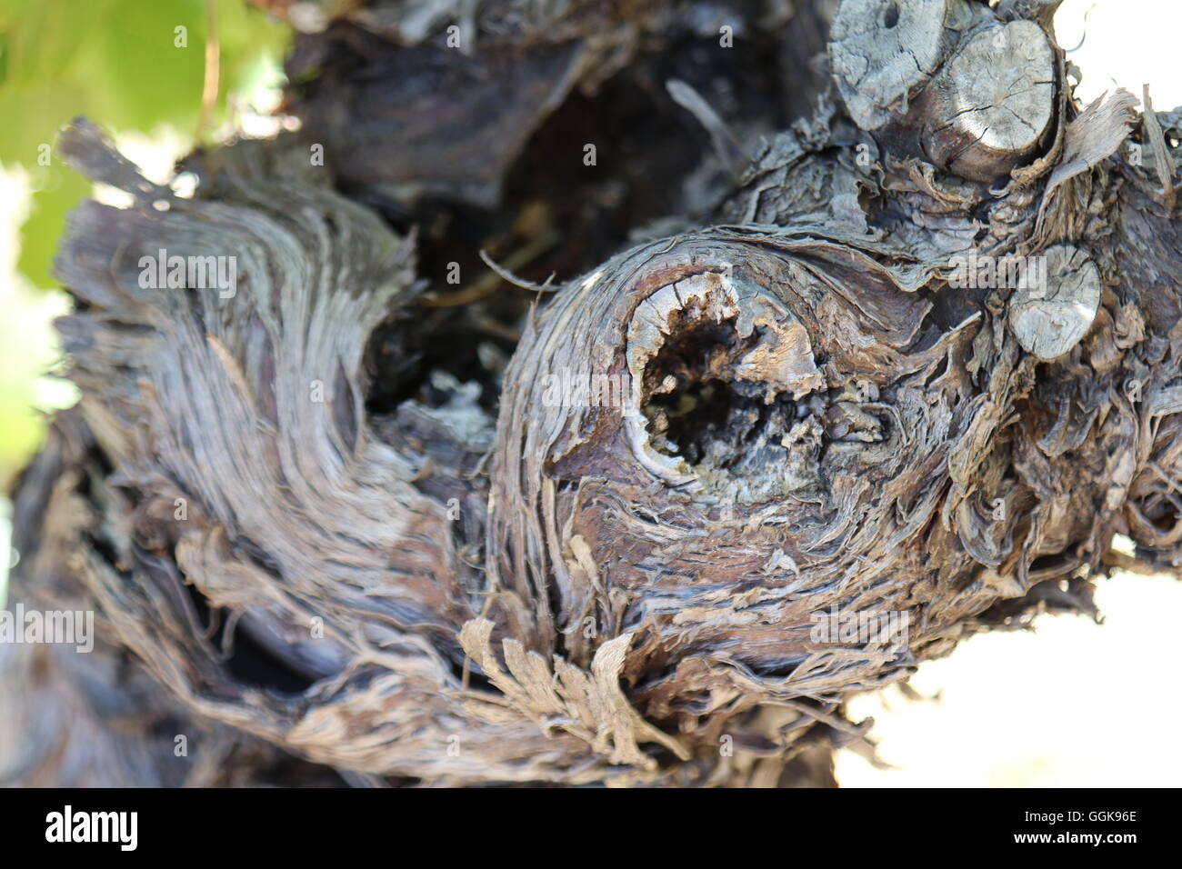 old vine at Dalwhinnie Wines, Pyrenees, Australia Stock Photo - Alamy