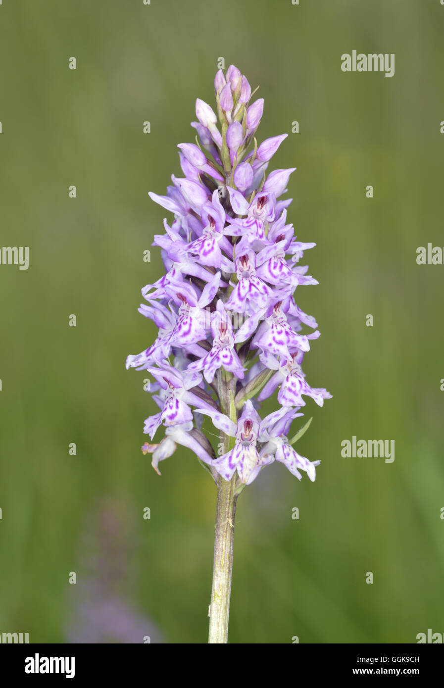 Common Spotted Orchid Stock Photos & Common Spotted Orchid Stock Images ...