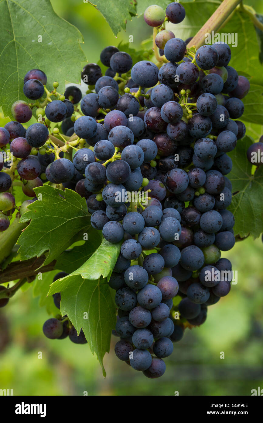 Grapes on vines hi-res stock photography and images - Alamy