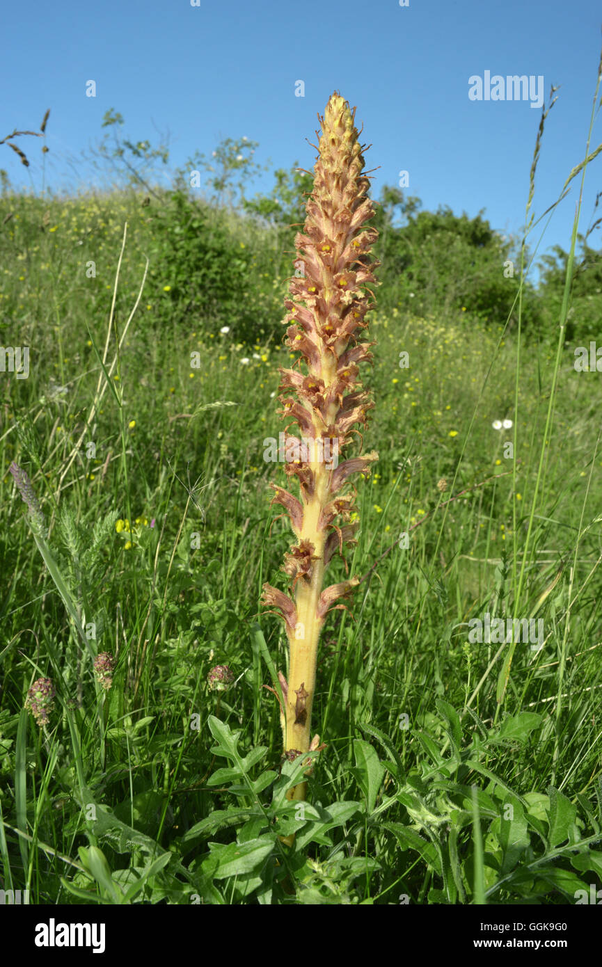 Knapweed Broomrape - Orobanche elatior Stock Photo - Alamy
