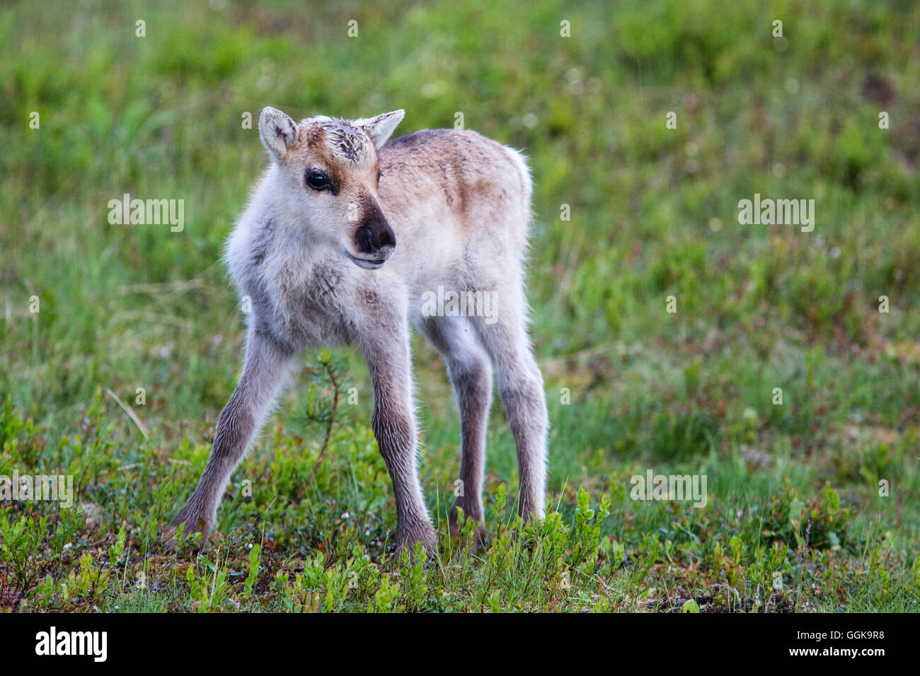 Reindeer hi-res stock photography and images - Alamy