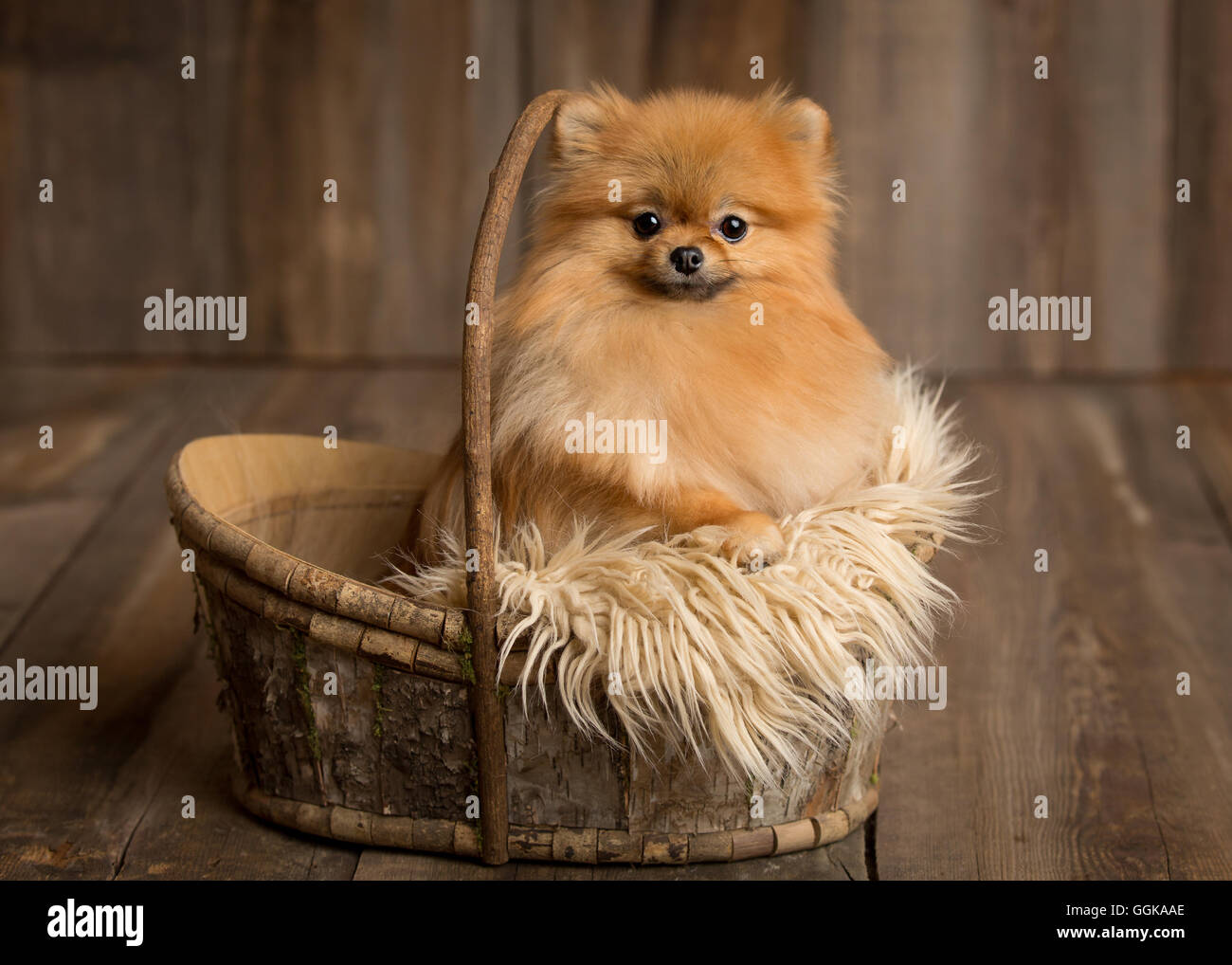 Cute Gold pomeranian in a wood bowl in a studio environment Stock Photo ...
