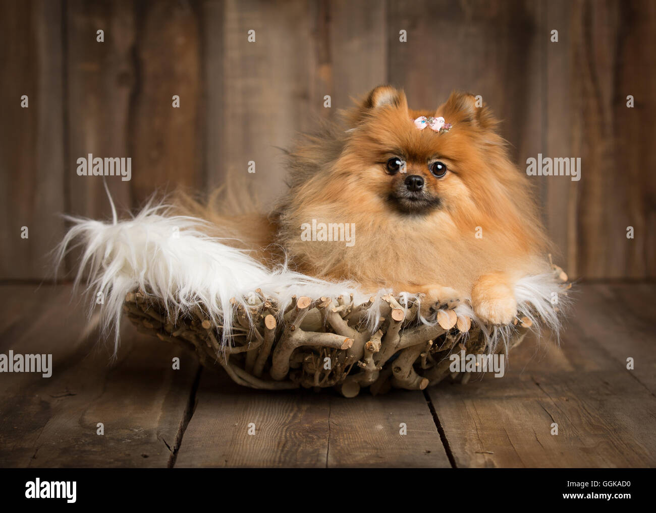 Gold pomeranian in a wood bowl in a studio environment Stock Photo - Alamy