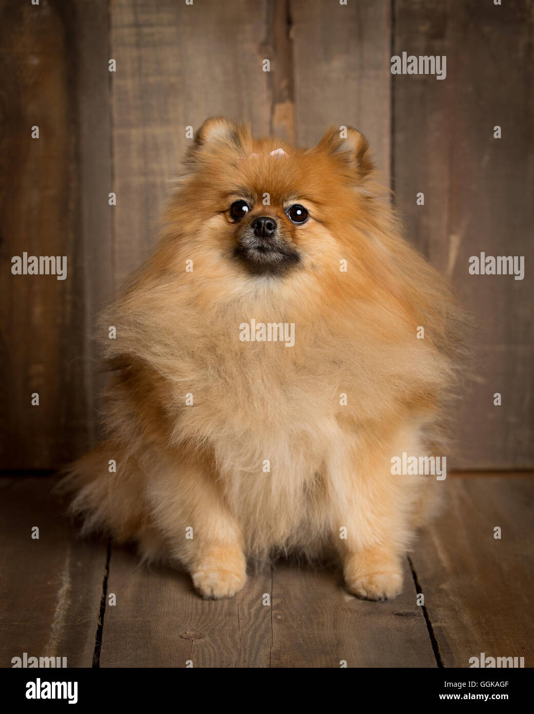 Gold pomeranian in a studio environment Stock Photo - Alamy