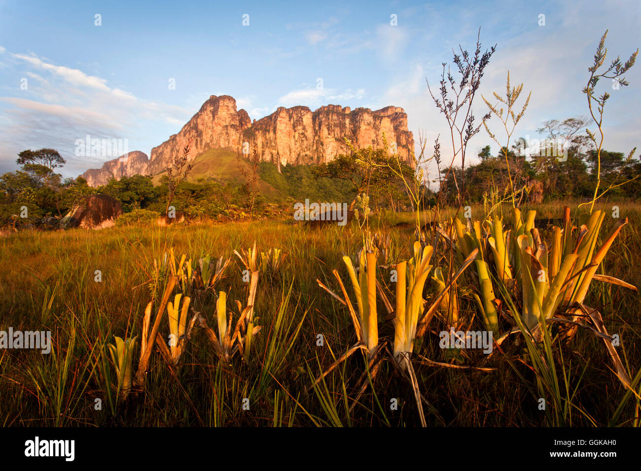 Acopan Tepui, Acopan Tepui, La Gran Sabana, Venezuela Stock Photo - Alamy