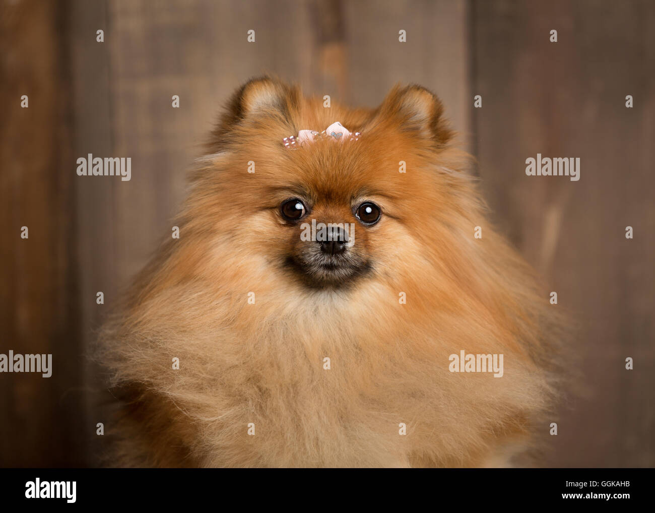 Gold pomeranian in a studio environment Stock Photo - Alamy