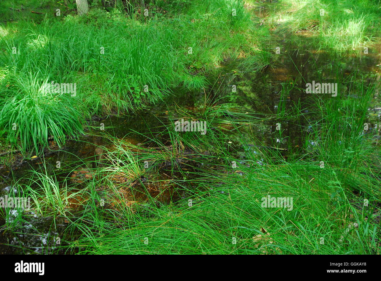 Forest road, green grass, grass, green forest Stock Photo - Alamy