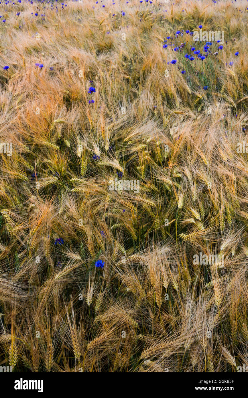 Feield with blue flowers hi-res stock photography and images - Alamy