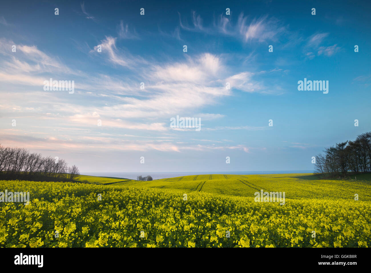 Rape field in blossom at the Baltic Sea, Schwedeneck, Daenischer Wohld ...