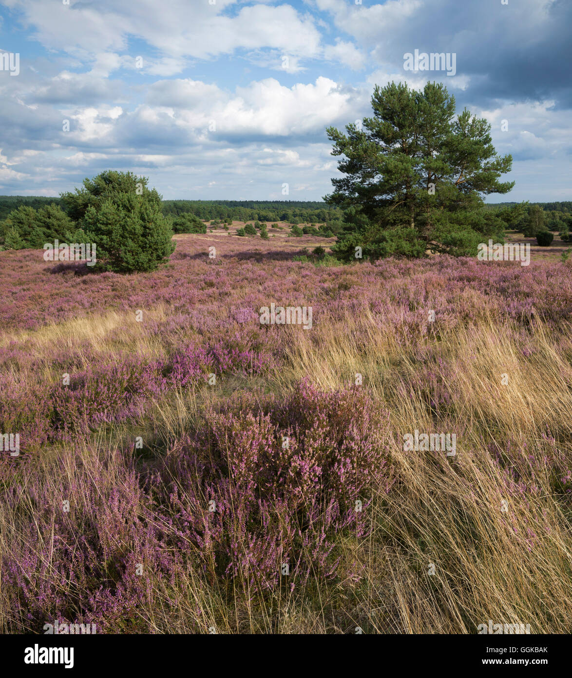 Heather surface hi-res stock photography and images - Alamy