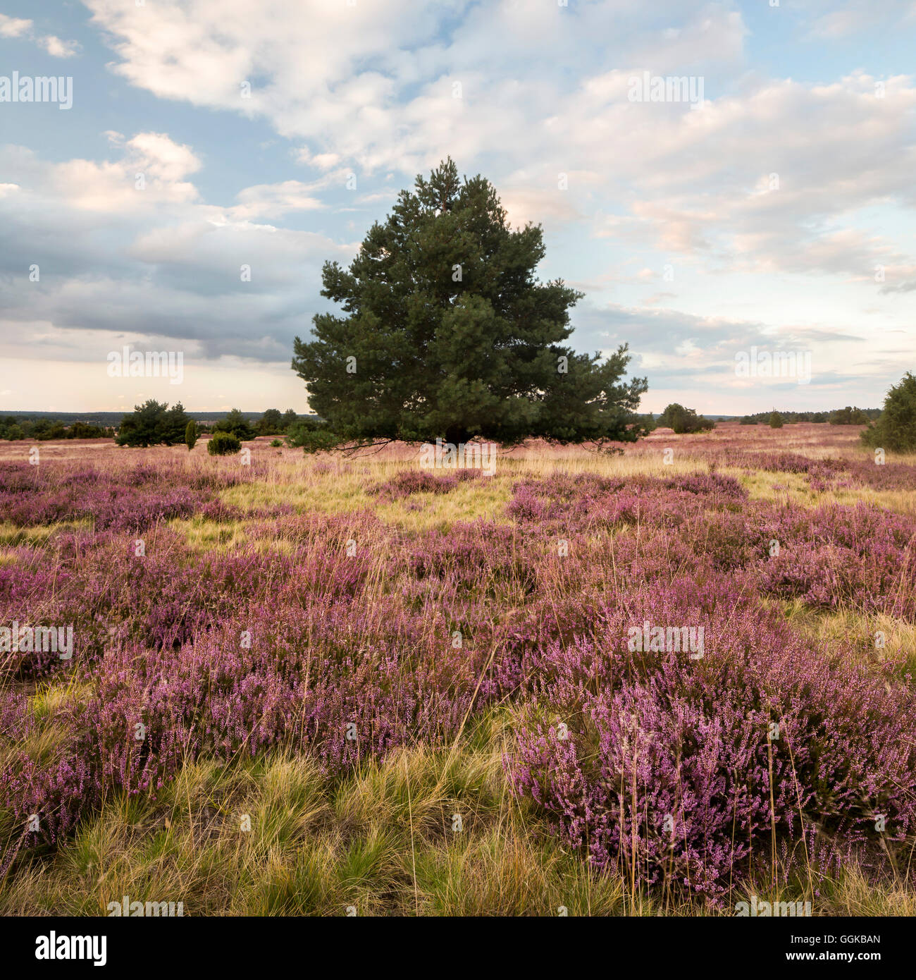 Heide in bl hi-res stock photography and images - Alamy