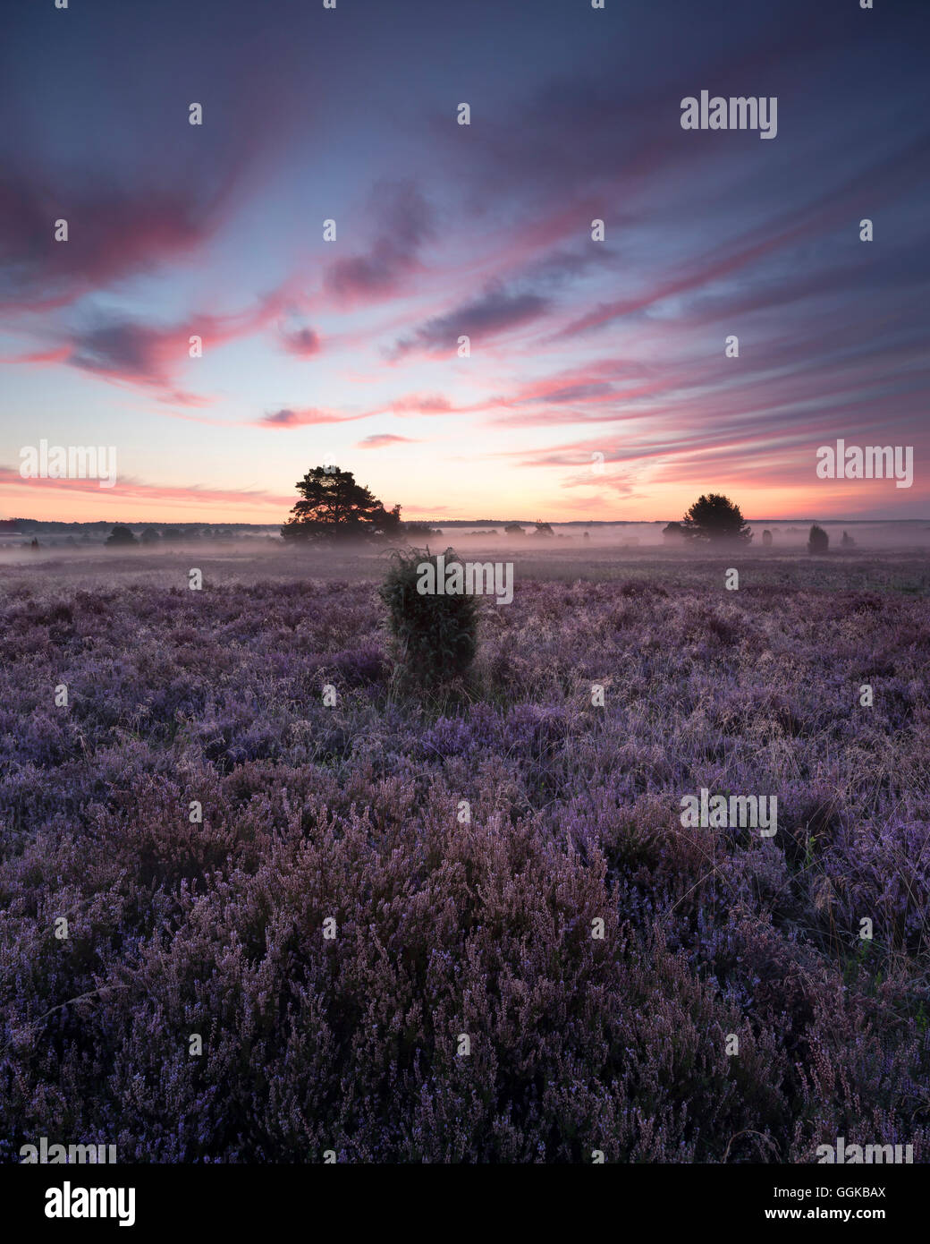 Bispingen hi-res stock photography and images - Alamy