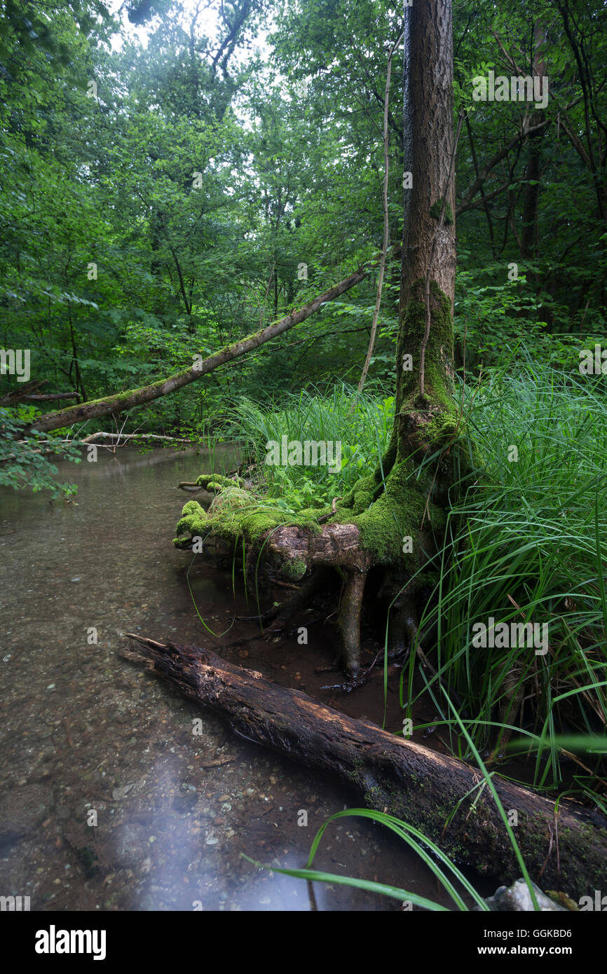 Westensee Nature Park, Rendsburg-Eckernfoerde, Schleswig-Holstein ...