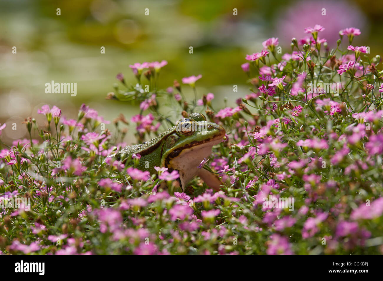 Frog waiting for insects hi-res stock photography and images - Alamy