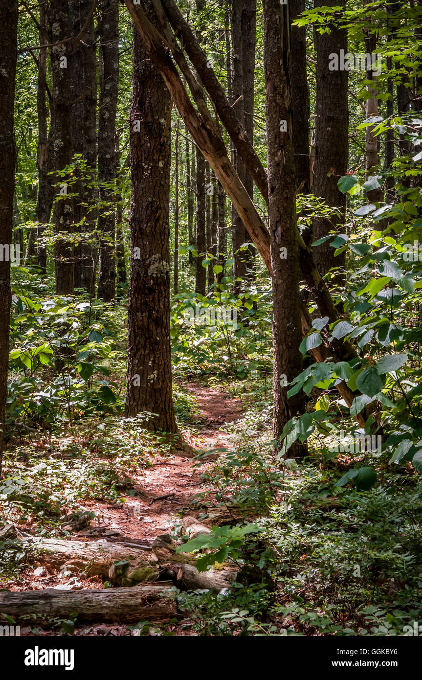 When taking a walk in the woods it is great to come across an animal ...
