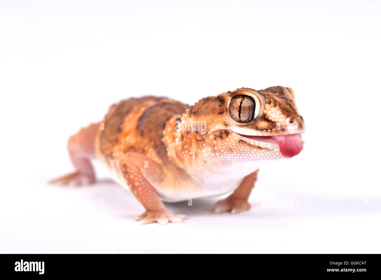 South african ground gecko Cut Out Stock Images & Pictures - Alamy