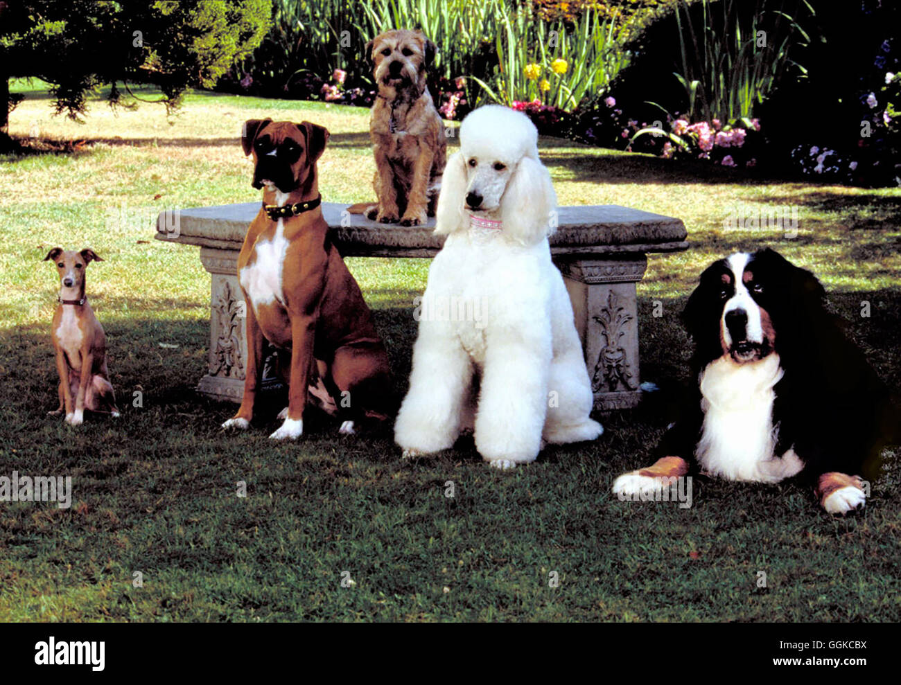 IN TIERISCHER MISSION / Good Boy! USA 2003 / John Robert Hoffman SZENE ...