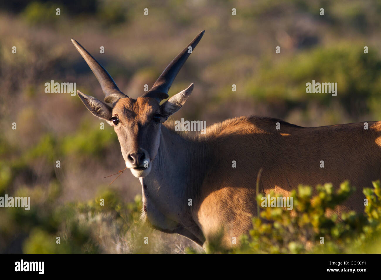 Eland antelope hi-res stock photography and images - Alamy