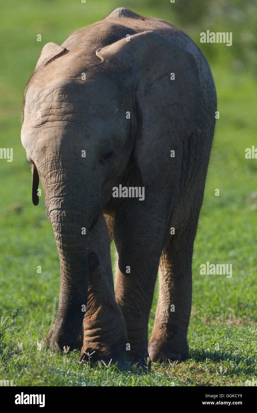 Elephant, Addo Elephant National Park, Eastern Cape, Südafrika Stock ...