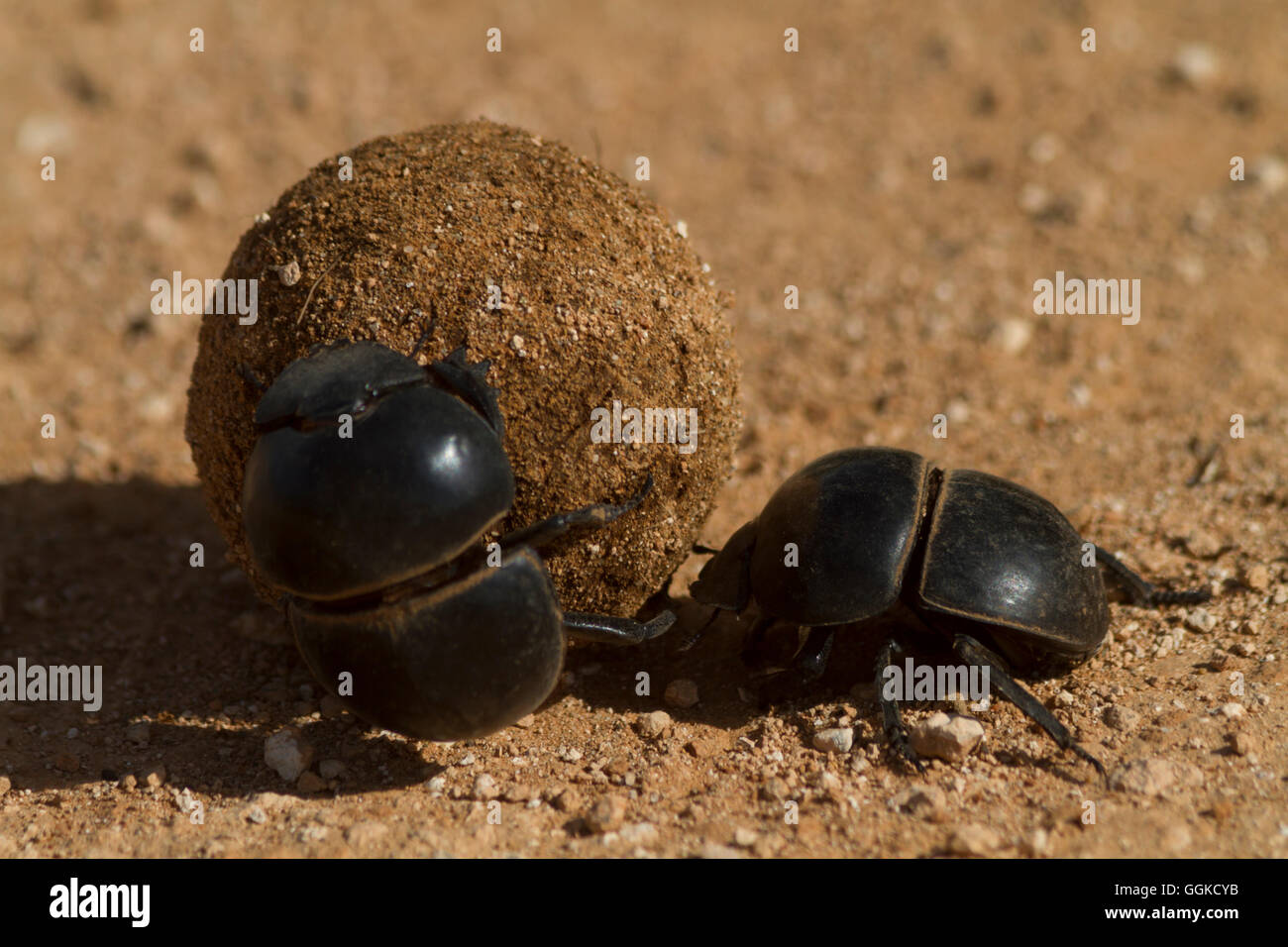 Dung Beetle, Addo Elephant National Park, Eastern Cape, Südafrika Stock ...