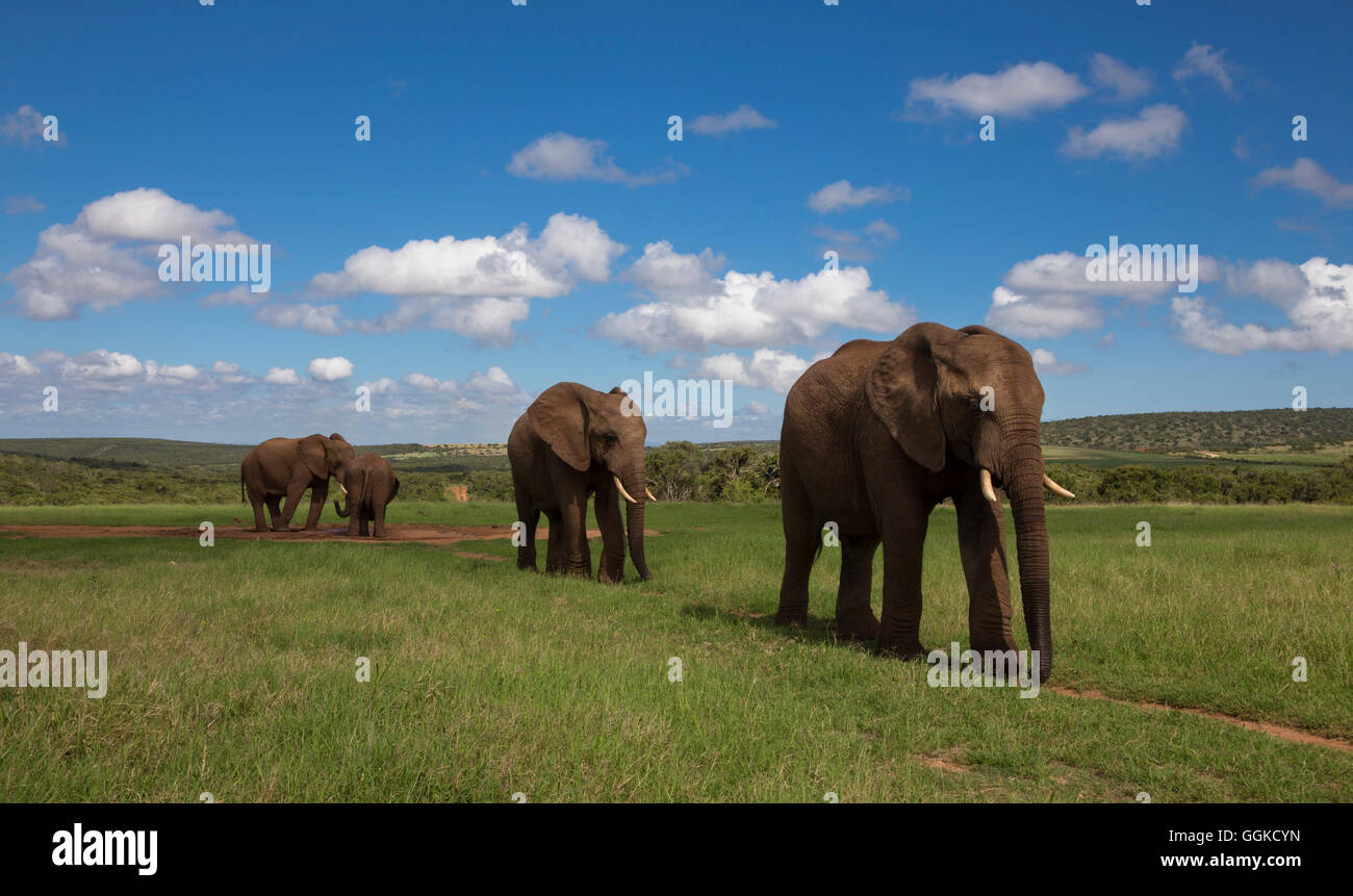 Addo elephant park hi-res stock photography and images - Alamy