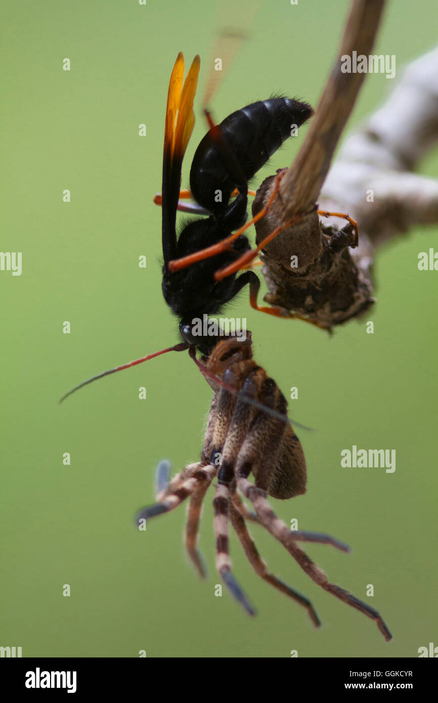 Spider Wasp with spider, Knysna, Western cape, South Africa Stock Photo ...