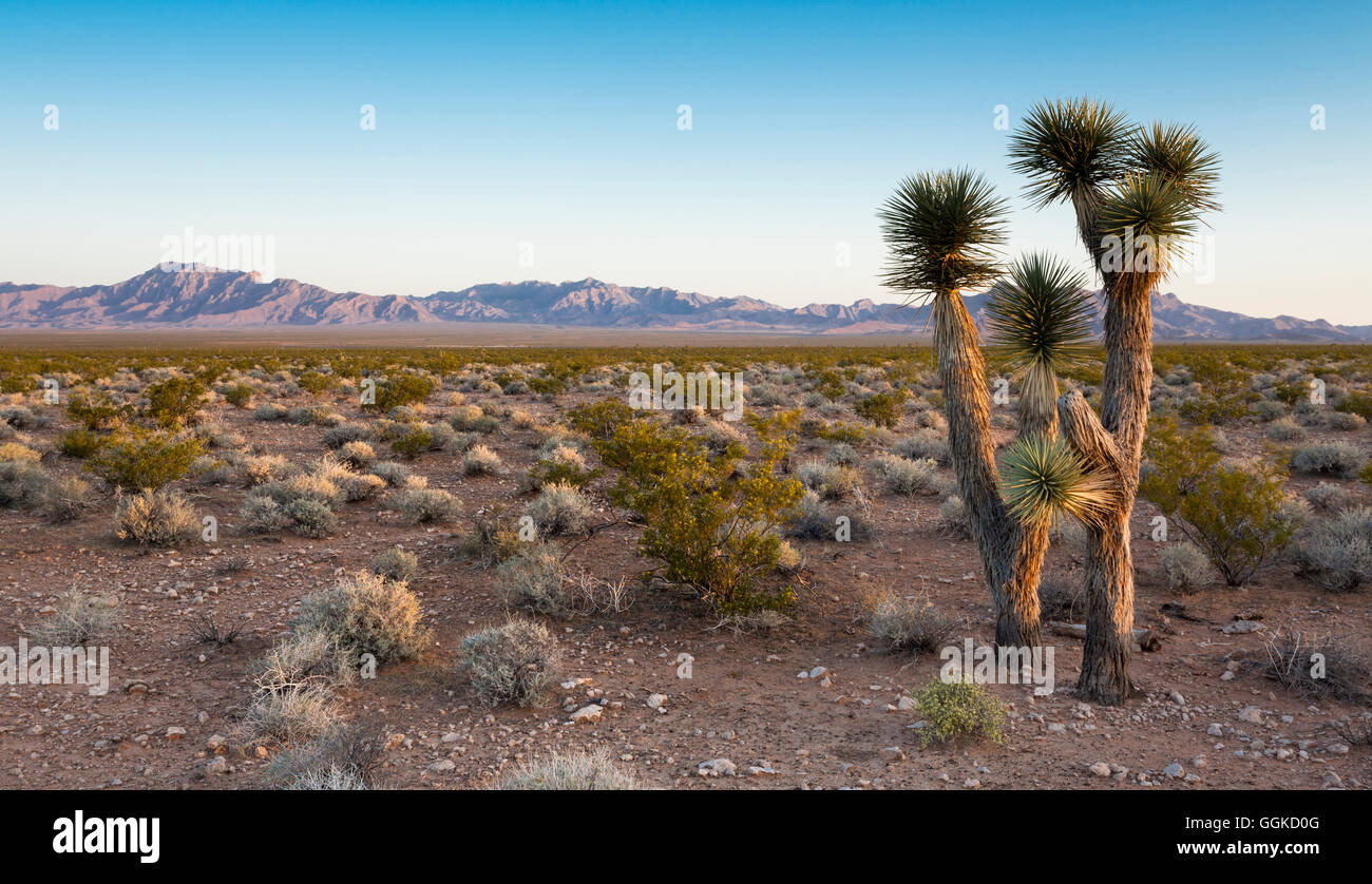 Davidson Peak, Nevada, Mojave Desert, USA Stock Photo - Alamy