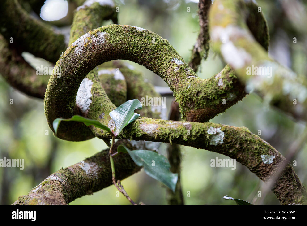 Spiral tree branches in the rain forest, Mount Kinabalu, Borneo ...
