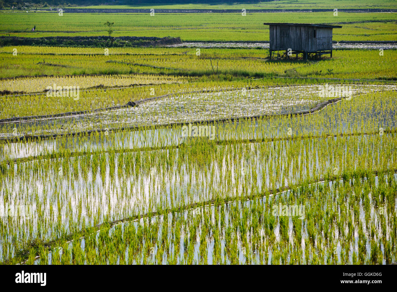 Rice fields at mount kinabalu hi-res stock photography and images - Alamy