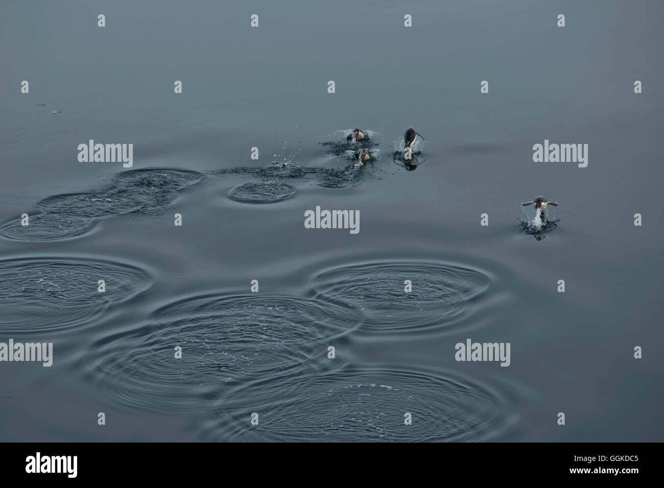 Penguins jumping into water hi-res stock photography and images - Alamy