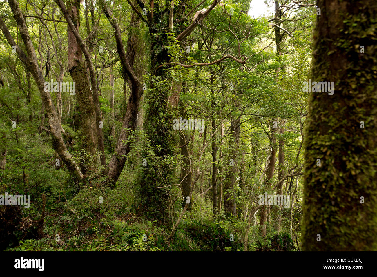 Rainforest in fiordland national park hi-res stock photography and ...