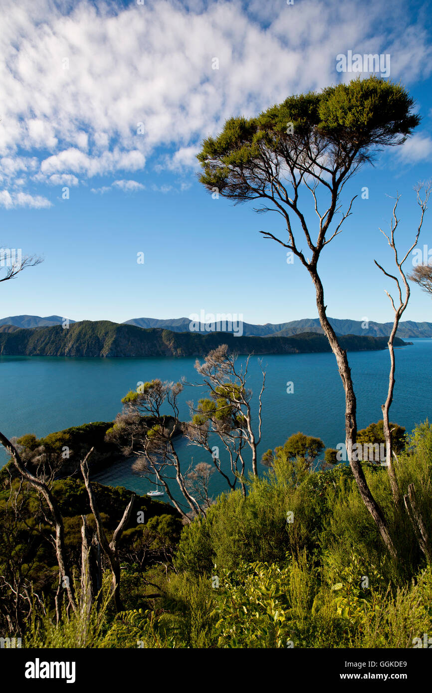 New zealand motuara island hi-res stock photography and images - Alamy