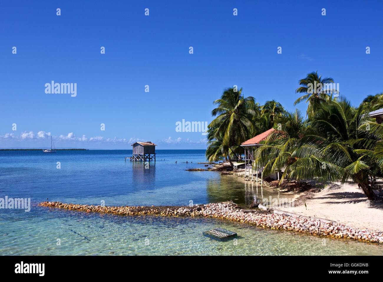 Beach with palm trees, Tobacco Caye, Belize, Central America Stock ...