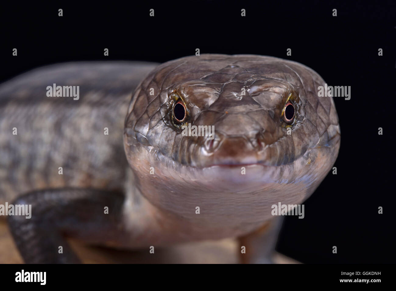 Solomon Island Ground skink (Eugongylus albofasciatus Stock Photo - Alamy