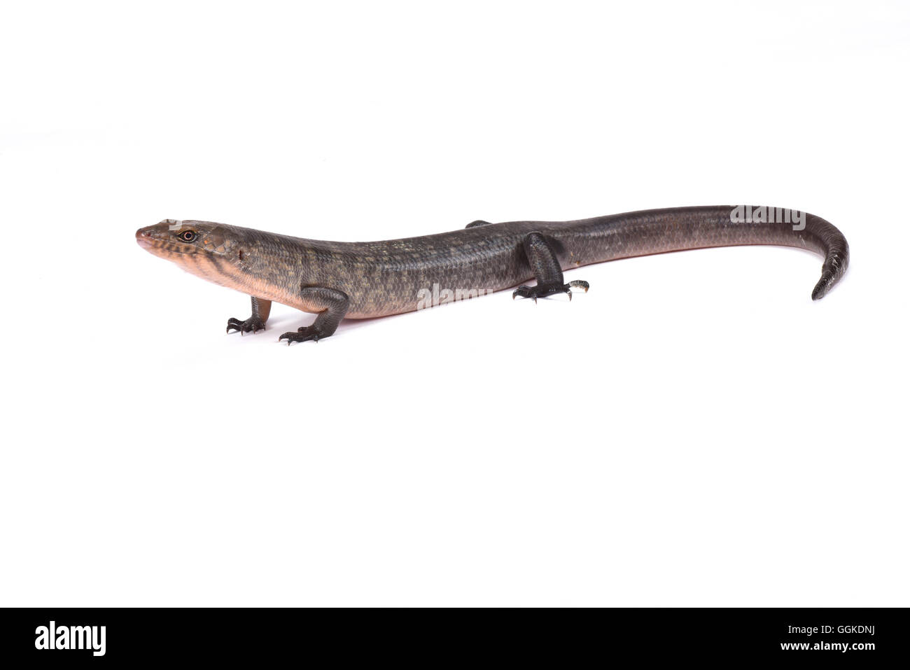 Diurnal skink High Resolution Stock Photography and Images - Alamy