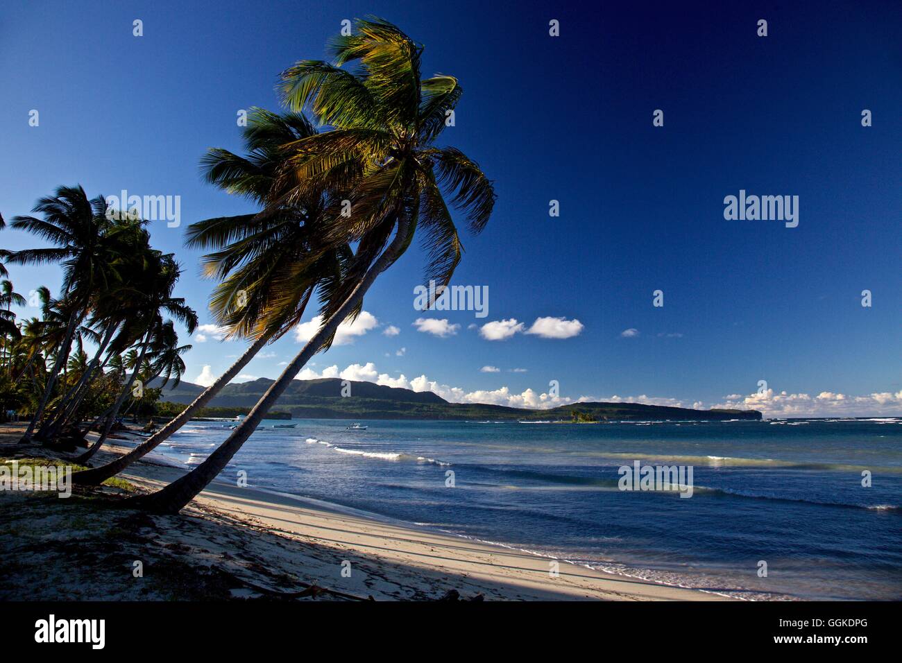Palm beach at Las Terrenas on the Samana peninsula, Dominican Republic ...