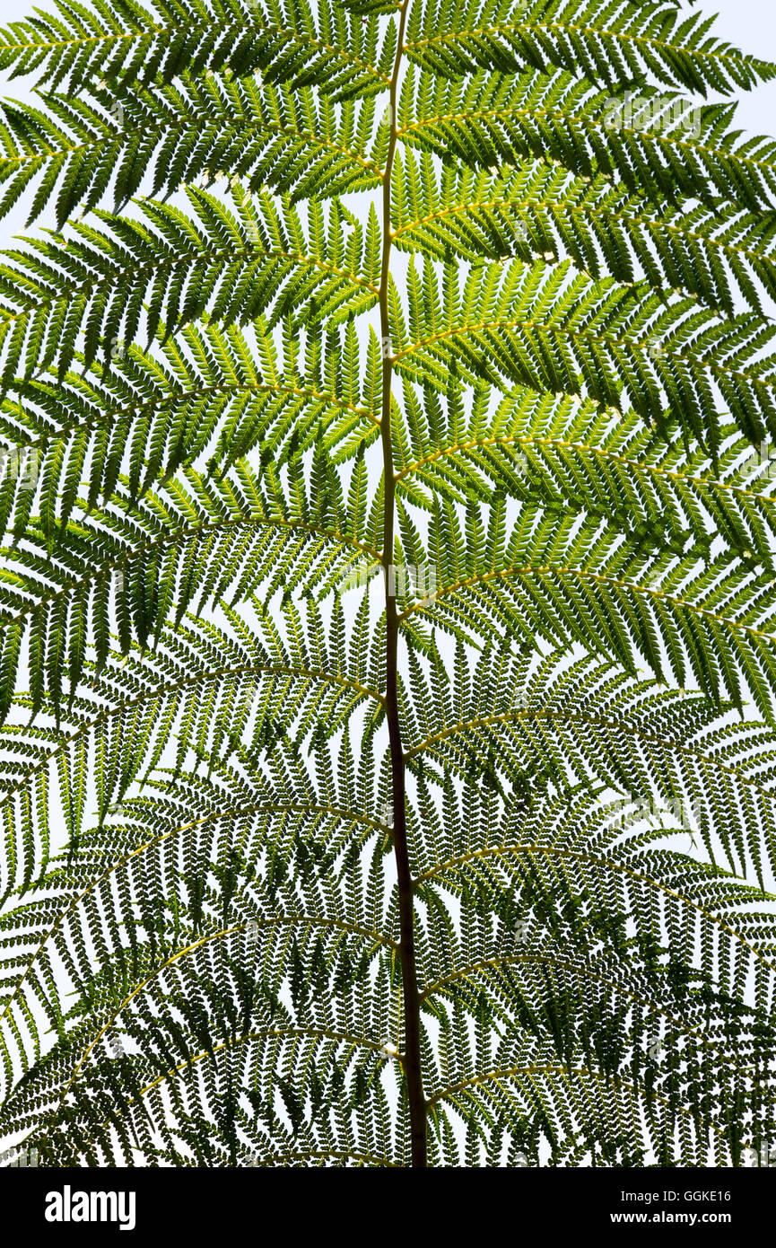 Dicksonia antarctica. Tree fern frond pattern Stock Photo - Alamy
