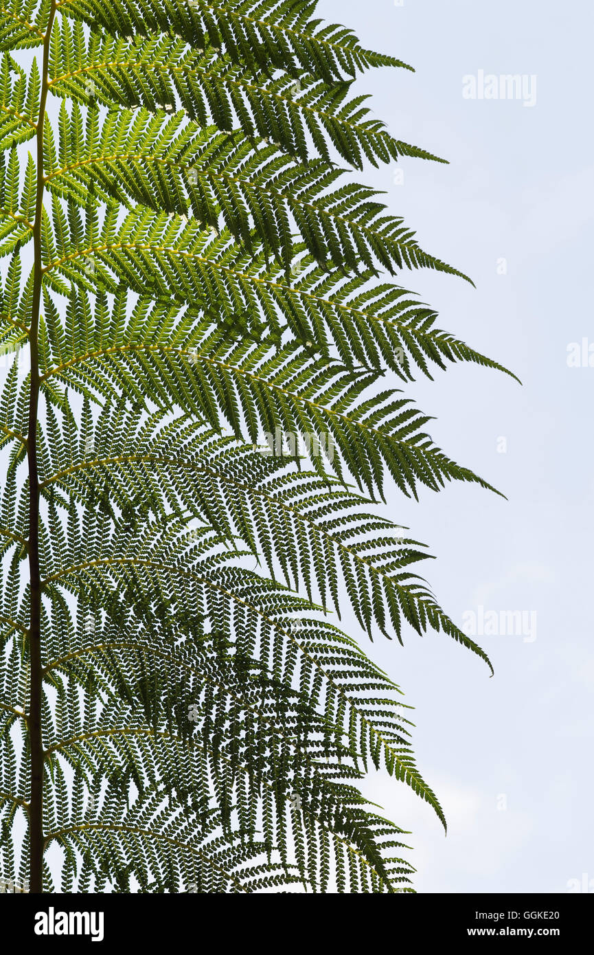 Dicksonia antarctica. Tree fern frond pattern Stock Photo - Alamy